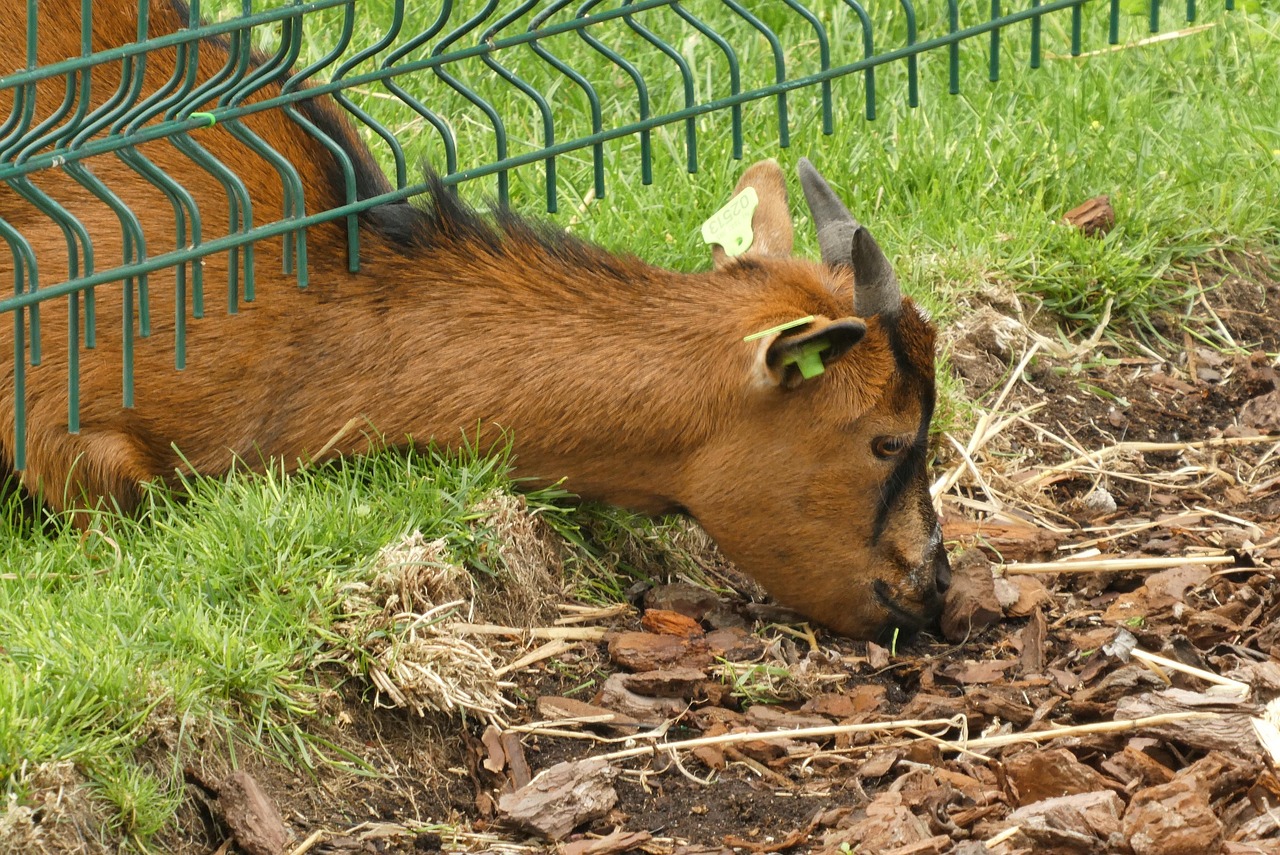 Pour Food Eat Animal - Free photo on Pixabay - Pixabay
