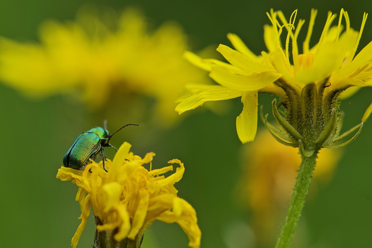 Cétoine Dorée Macrophotographie - Photo gratuite sur Pixabay - Pixabay