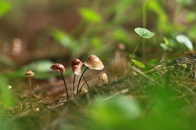 Champignon Nature Forêt - Photo gratuite sur Pixabay - Pixabay