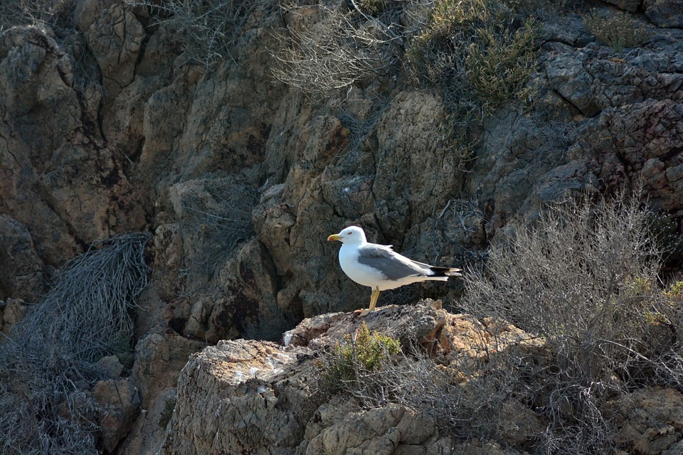 Seagull Birds Nature - Free photo on Pixabay