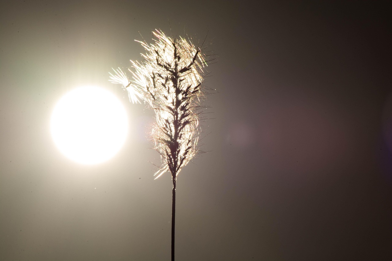 Sun Plant Light - Free photo on Pixabay - Pixabay