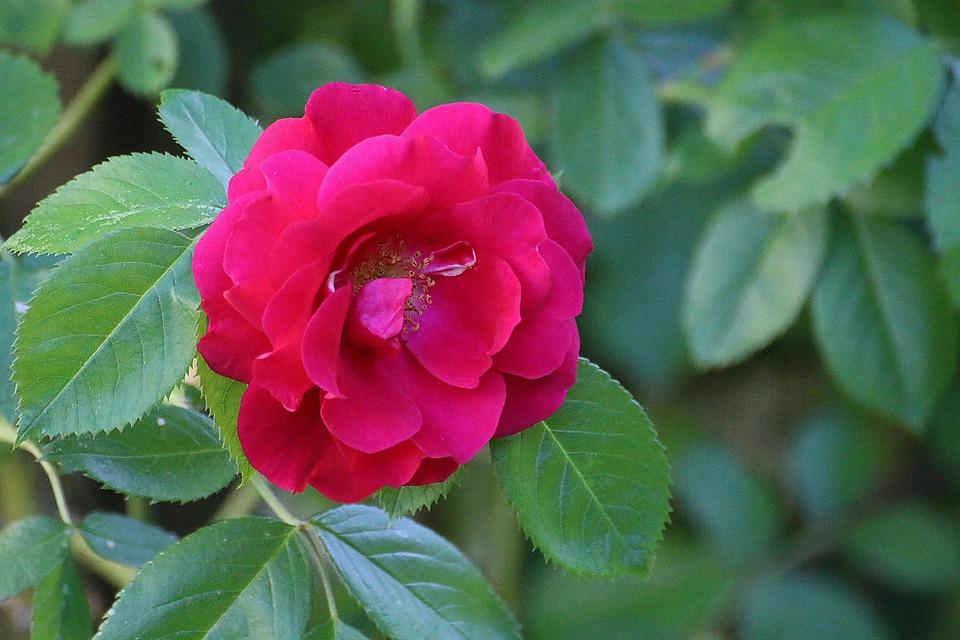Dog Rose Red - Free photo on Pixabay - Pixabay