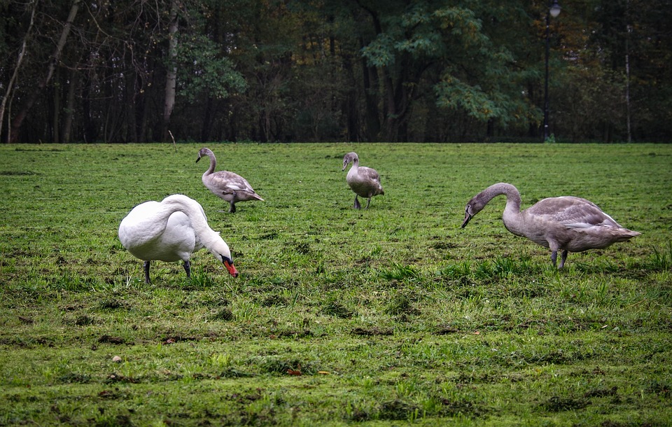 A Flock Of Swans Family Mute Swan - Free photo on Pixabay