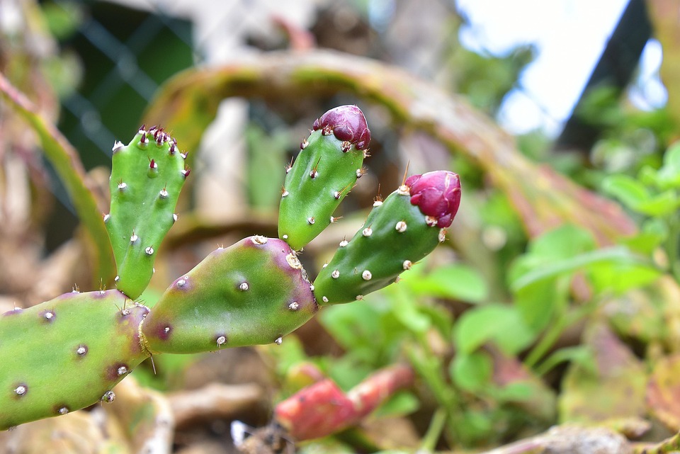 Jardín Cactus Florido - Foto gratis en Pixabay