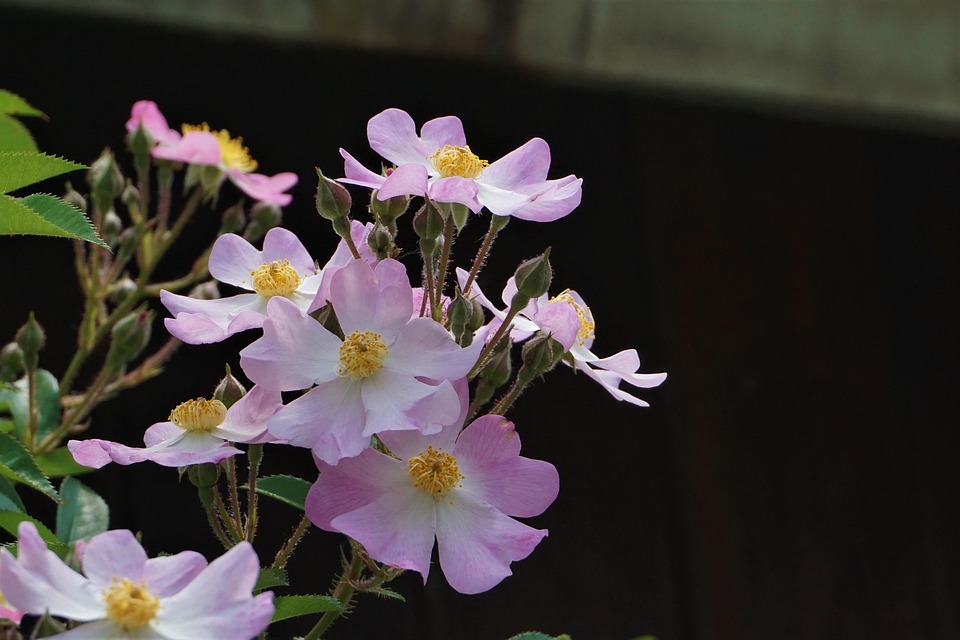 Stuck Under The Flower - Free photo on Pixabay - Pixabay