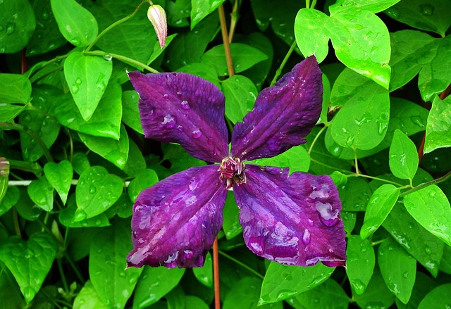 Flor Clemátide Violeta Primer - Foto gratis en Pixabay - Pixabay