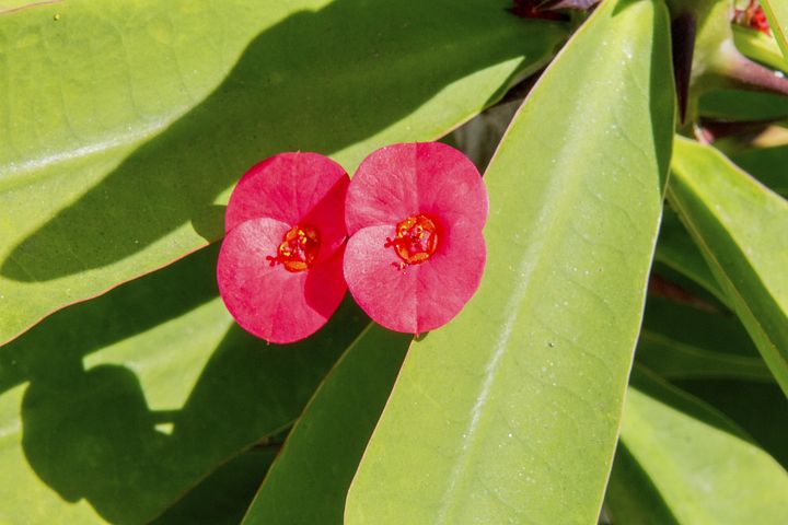 30+ Free Flower Crown Of Christ & Nature Images - Pixabay
