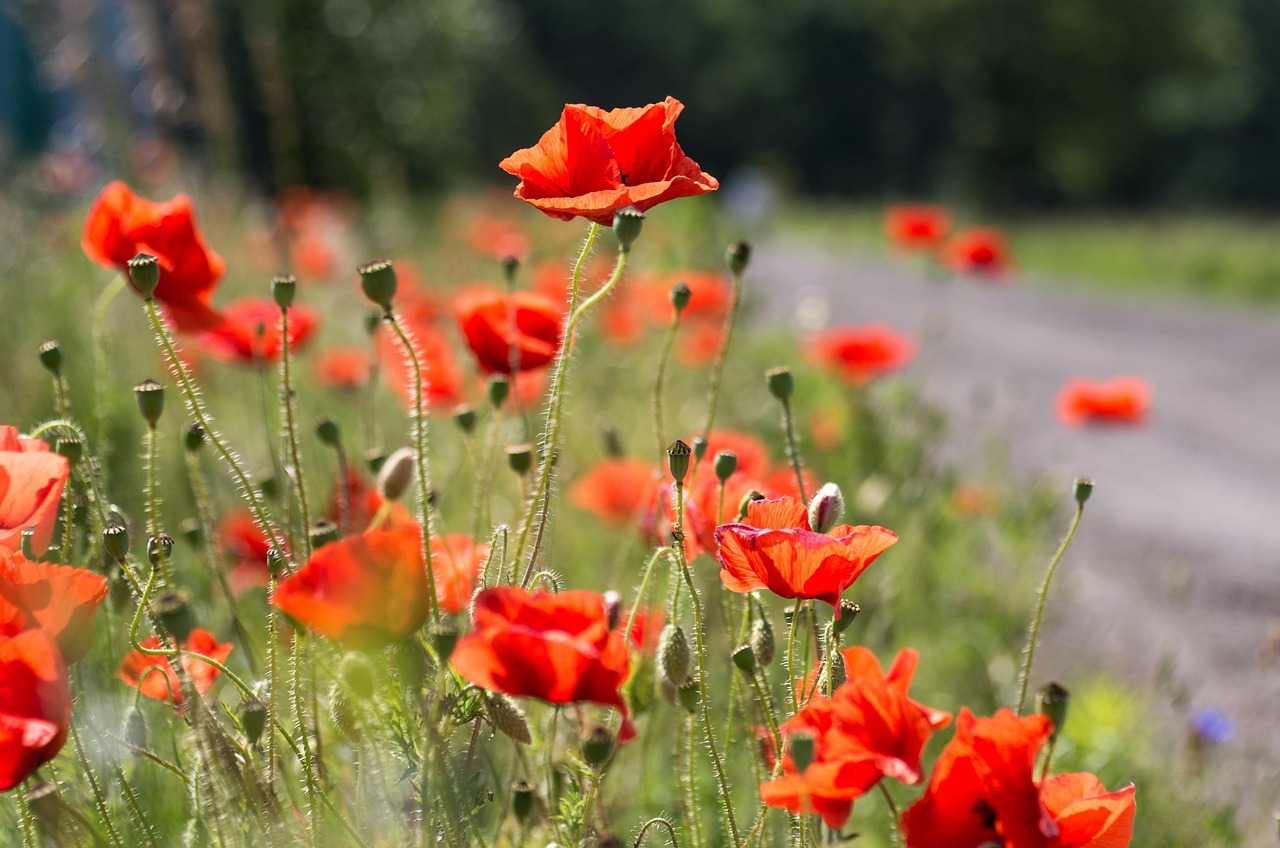 Poppies Desktop Wallpaper
