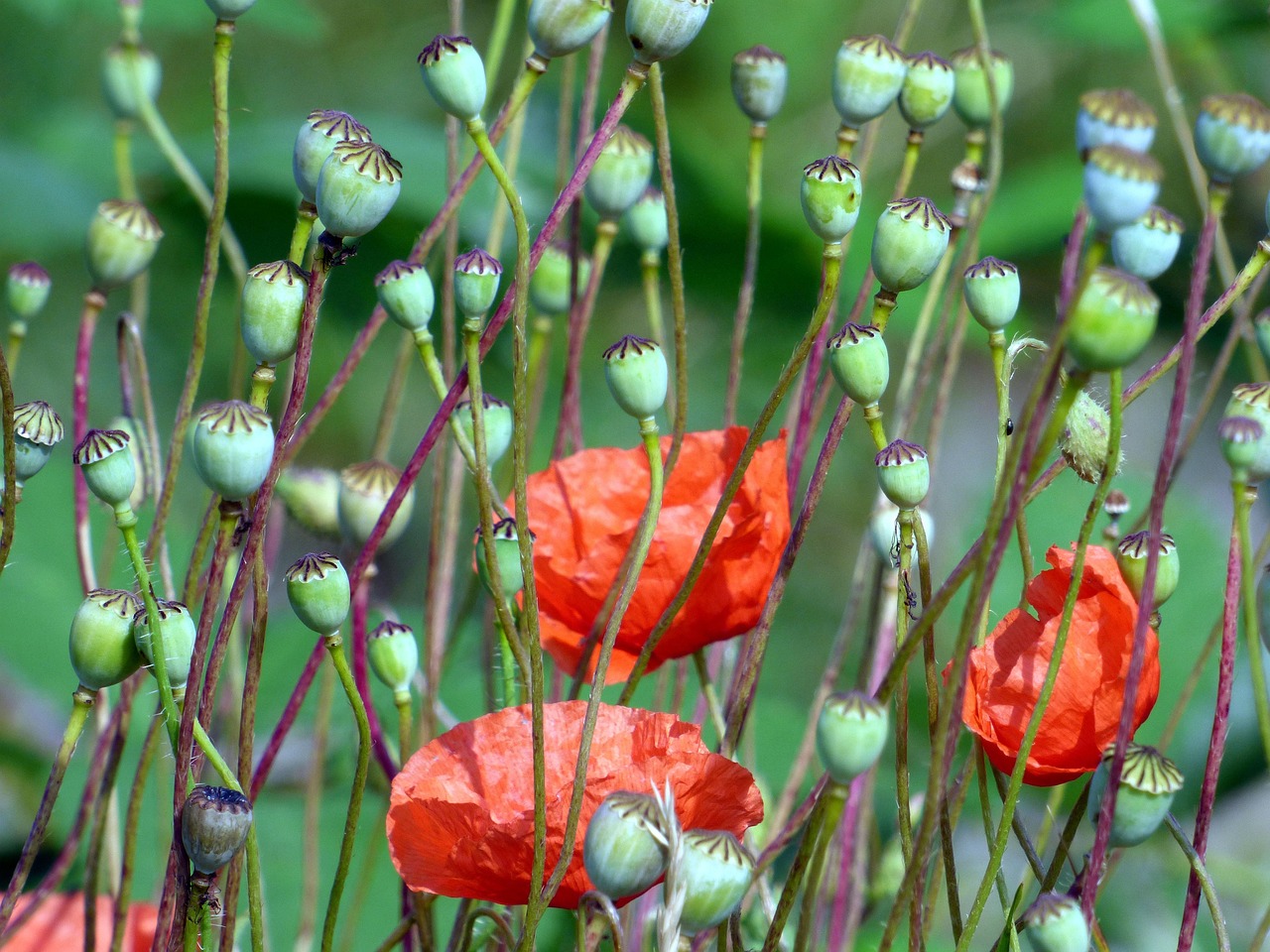 Mohnblumen Blumen Mohn - Kostenloses Foto auf Pixabay - Pixabay