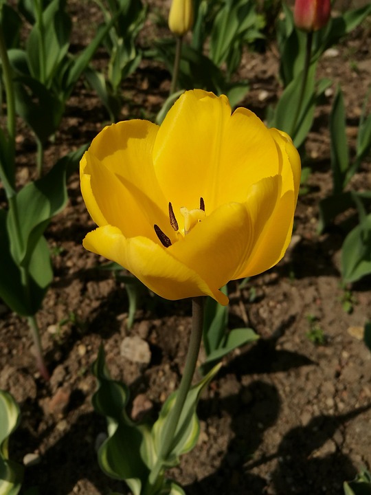 Tulip Musim Semi Bunga-Bunga Bunga - Foto gratis di Pixabay - Pixabay