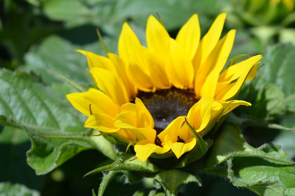 Plantes Fleur Floral - Photo gratuite sur Pixabay - Pixabay