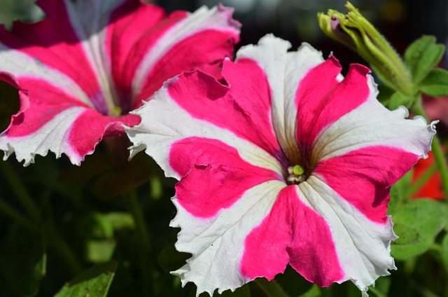 Plant Flower Floral - Free photo on Pixabay