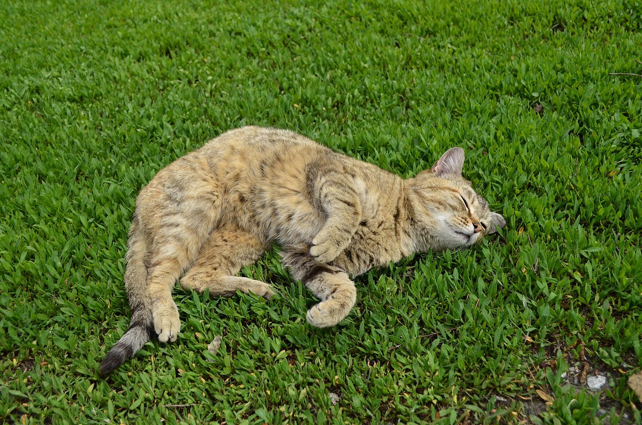Gato Na Grama Verde - Foto gratuita no Pixabay