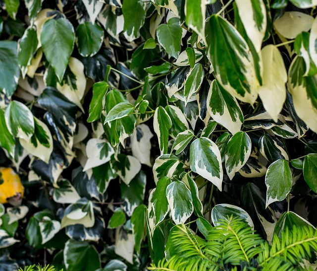 Buisson Vert Nature - Photo gratuite sur Pixabay - Pixabay