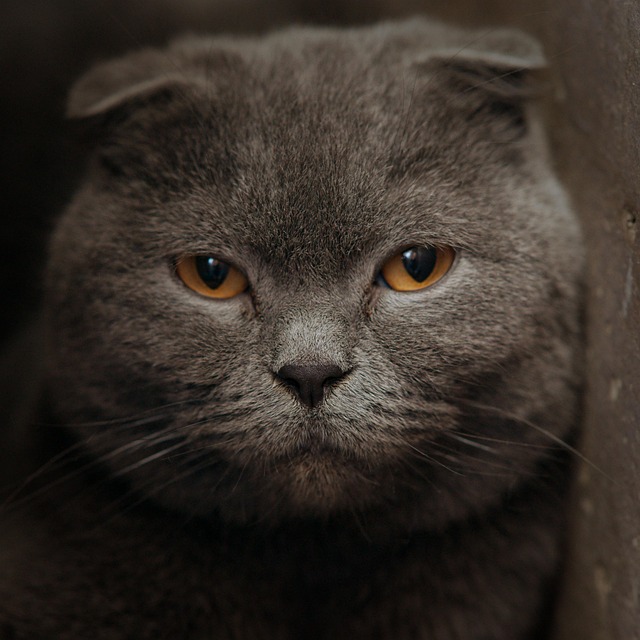 Chat Domestique Animaux - Photo gratuite sur Pixabay - Pixabay