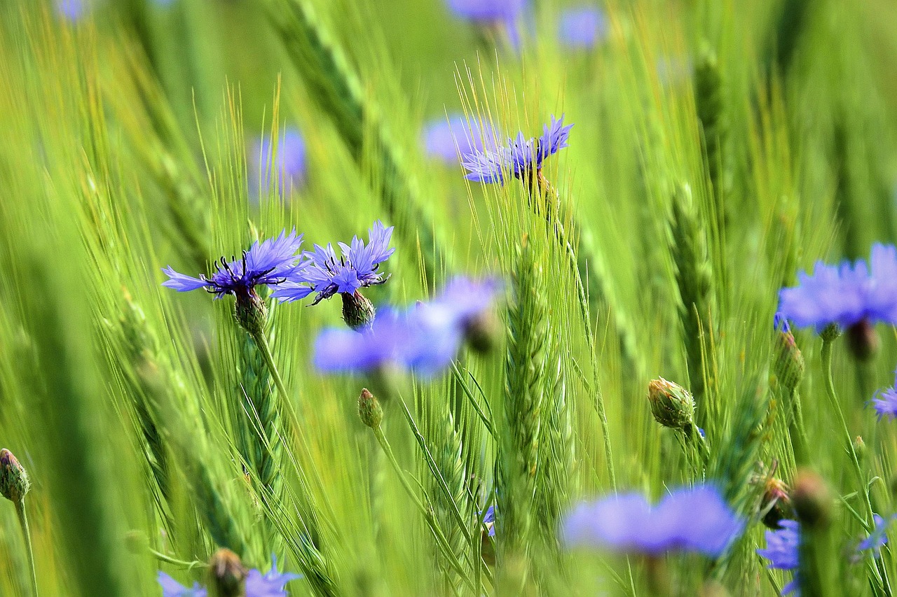 Cornflowers In The Fields Nature - Free photo on Pixabay - Pixabay