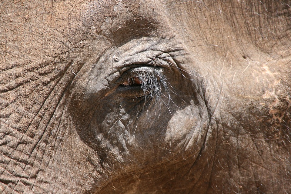 Elephant Eye Animal National - Free photo on Pixabay