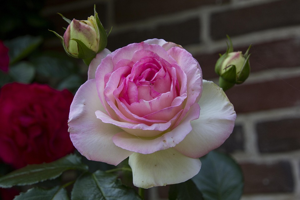 Rose Fleur Jardin La - Photo gratuite sur Pixabay - Pixabay
