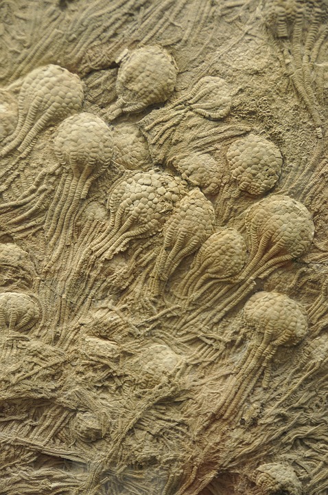 Crinoids Free Swimming Fossil - Free photo on Pixabay - Pixabay