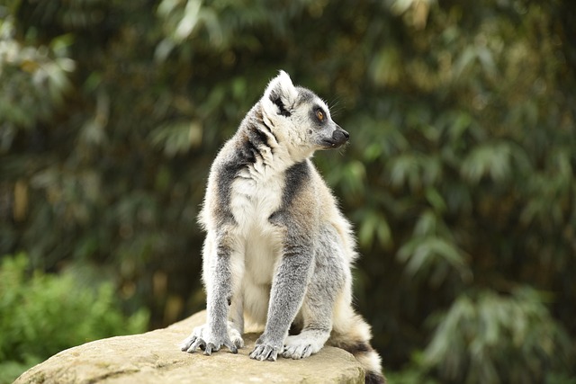 Suricata Mono Zoo - Foto gratis en Pixabay - Pixabay