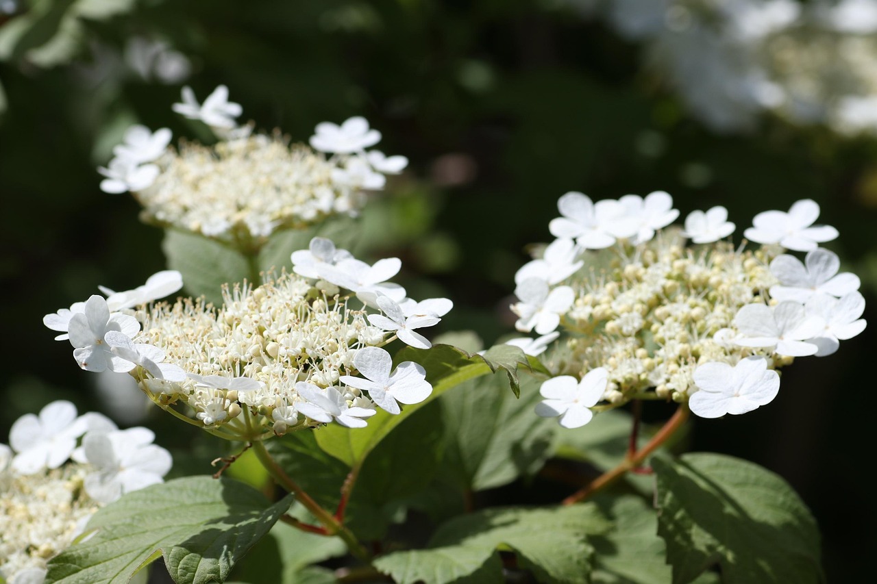 Viburnum Flowers Bush - Free photo on Pixabay