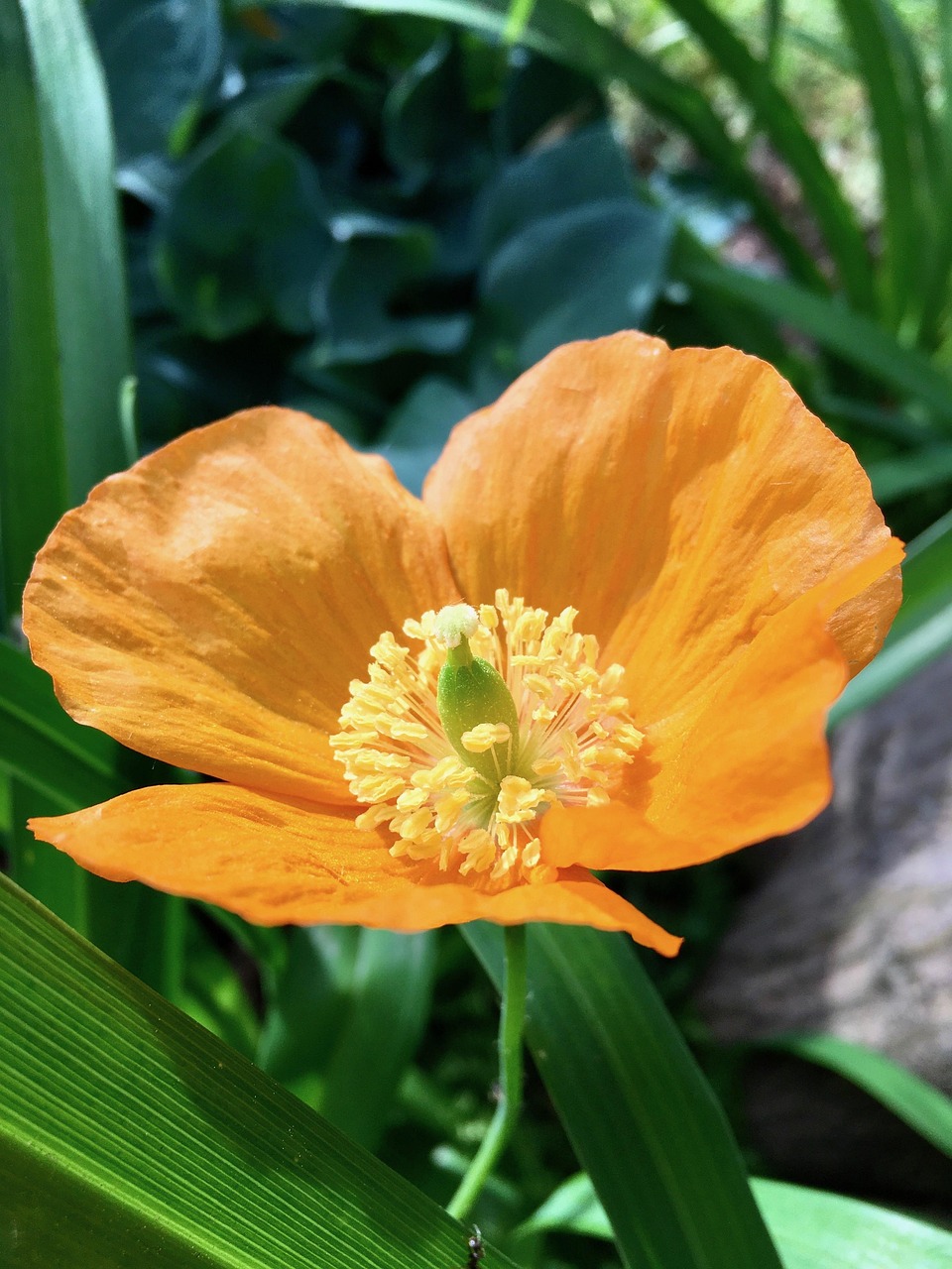 Planta Amarillo Flor - Foto gratis en Pixabay - Pixabay