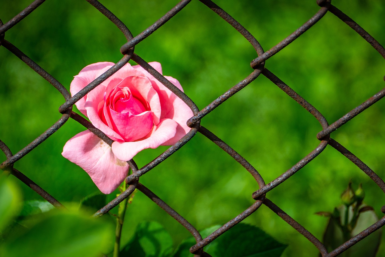 400,000+ Free Prisons Background & Prison Images - Pixabay