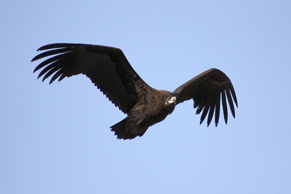 Nature Aigle Aile - Photo gratuite sur Pixabay - Pixabay
