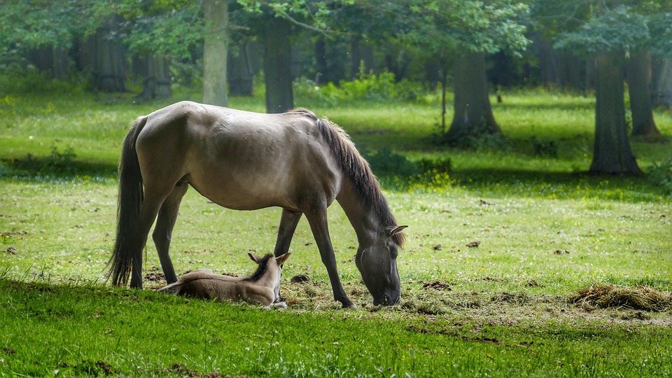 Horse Foal Pasture Suckling - Free photo on Pixabay