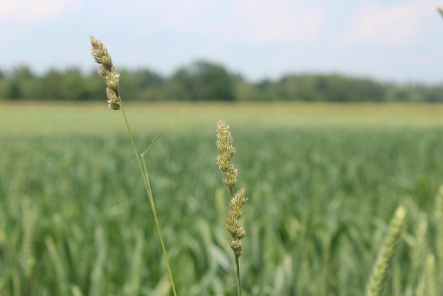 Grasses Fields Cornfields - Free photo on Pixabay - Pixabay
