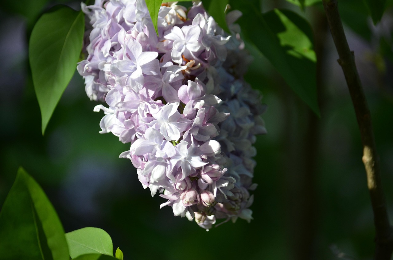 Lilás Flores Primavera Tempo De - Foto gratuita no Pixabay - Pixabay