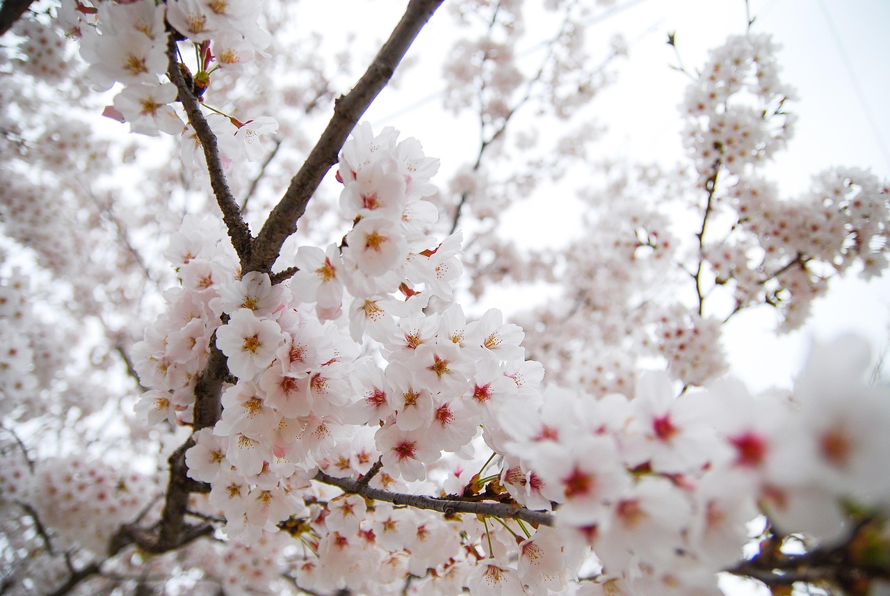 Republic Of Korea Cherry Blossom - Free photo on Pixabay