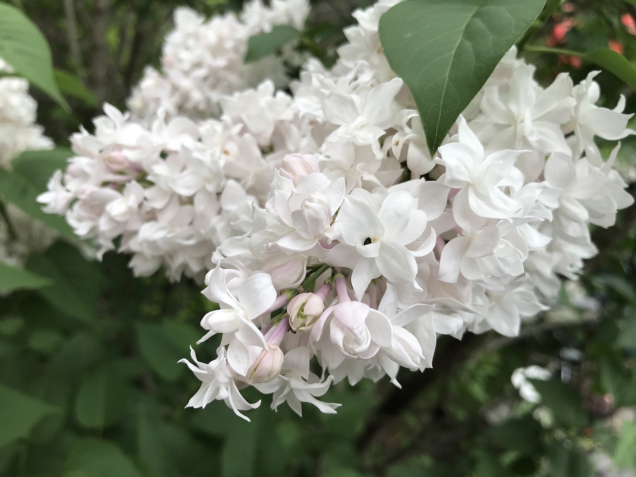 Flowers Garden Lilac - Free photo on Pixabay - Pixabay