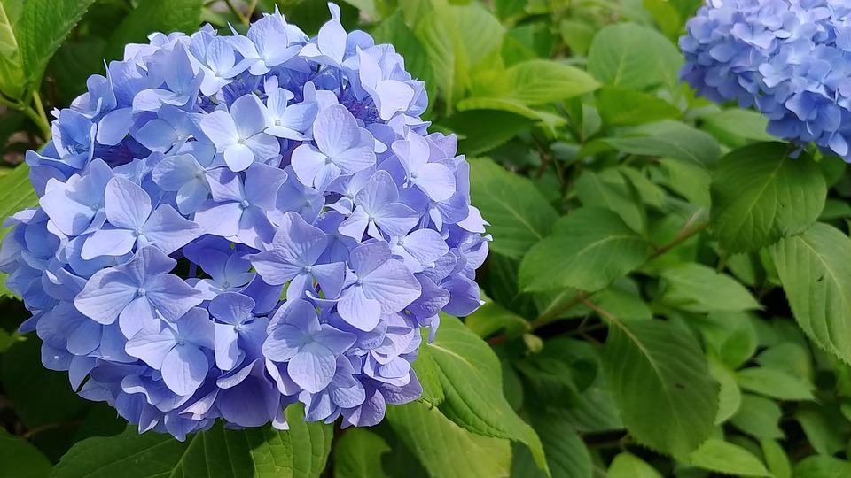Hydrangea Flower Nature - Free photo on Pixabay