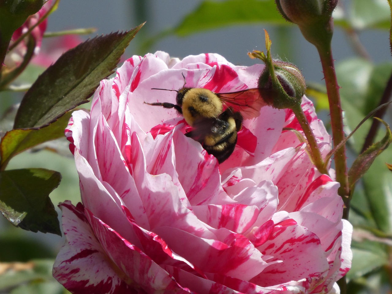 Rose Hummel Blume - Kostenloses Foto auf Pixabay - Pixabay