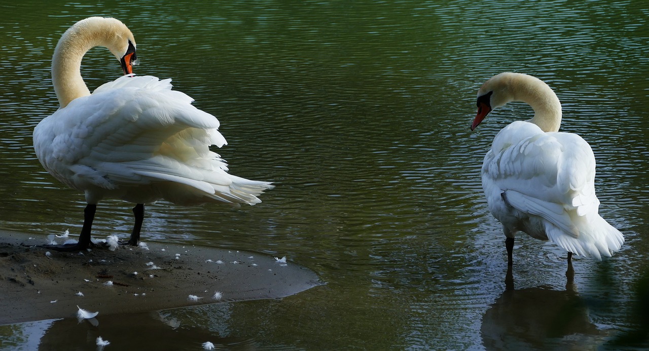 Nature Animals Swan - Free photo on Pixabay - Pixabay