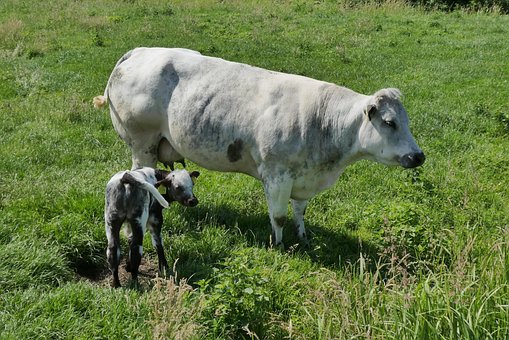 Más de 20 imágenes gratis de Prado Con Vacas y Vaca - Pixabay