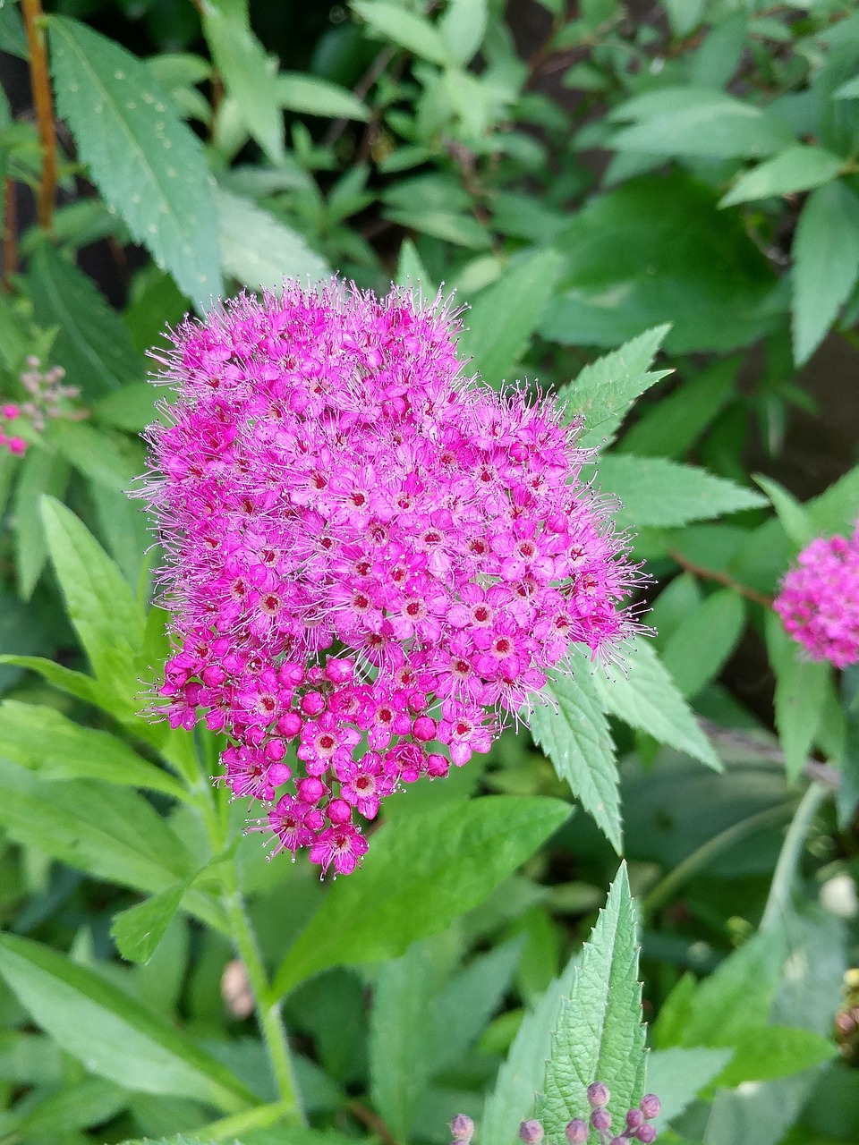 Natur Pflanze Blume - Kostenloses Foto auf Pixabay
