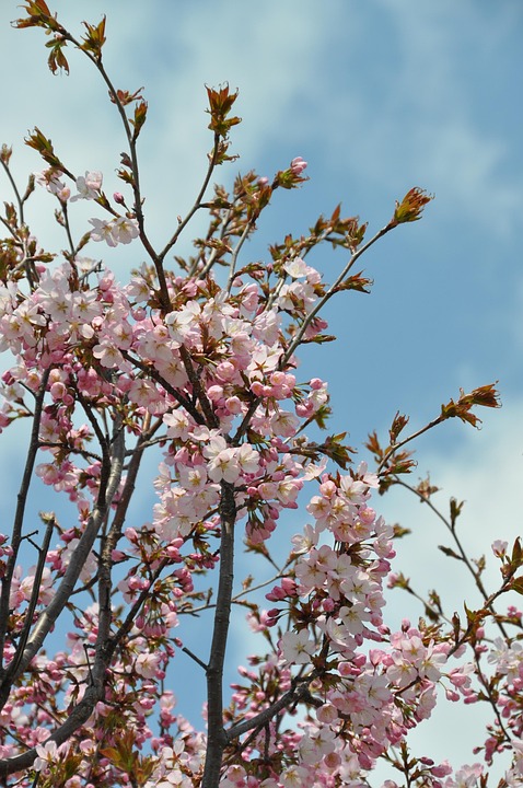 Cherry Blossoms Full Bloom Blue - Free photo on Pixabay - Pixabay