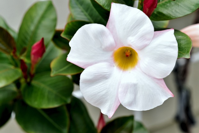 Flower Mandevilla Bloom - Free photo on Pixabay - Pixabay