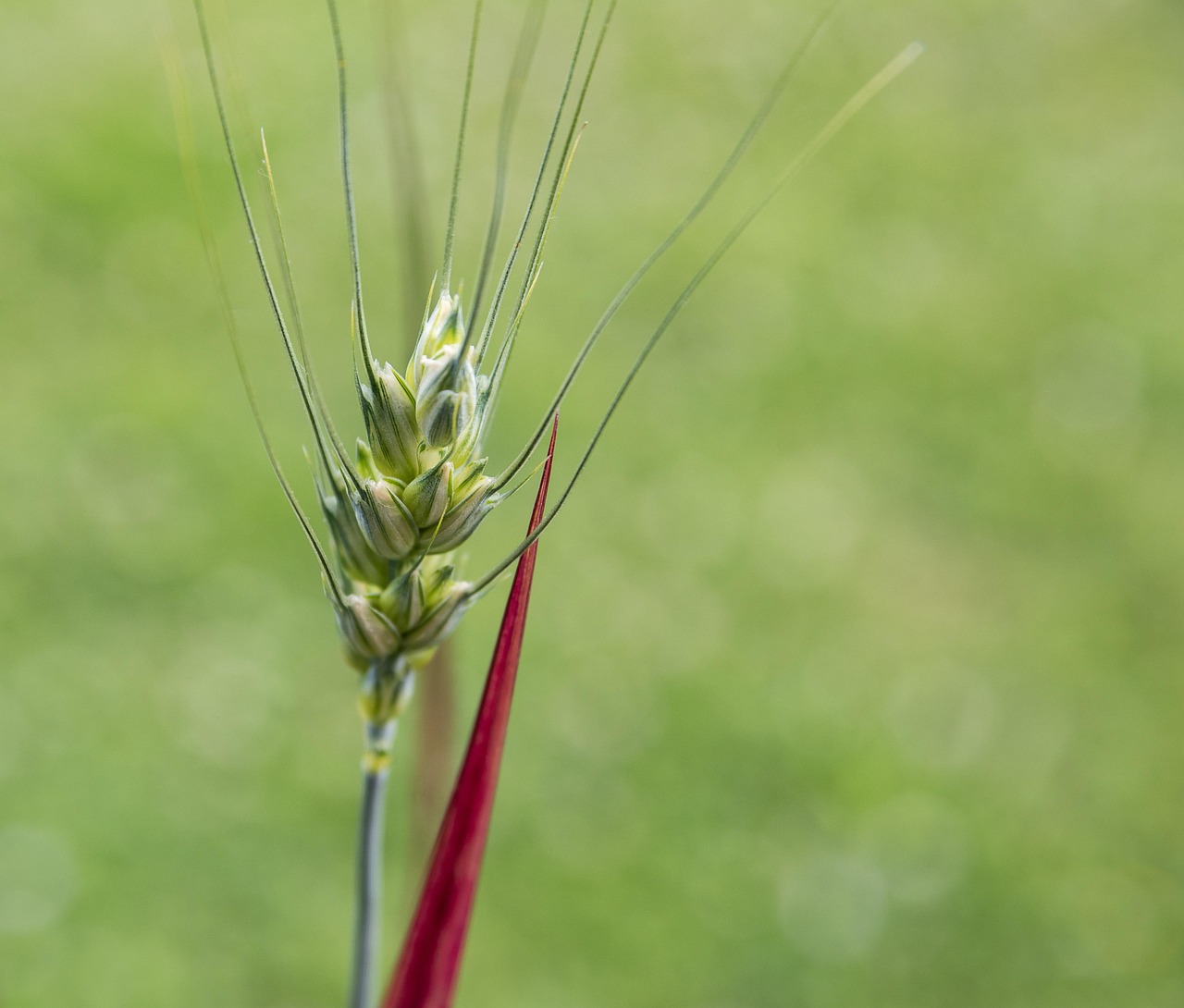 Barley Plant Crop - Free photo on Pixabay - Pixabay