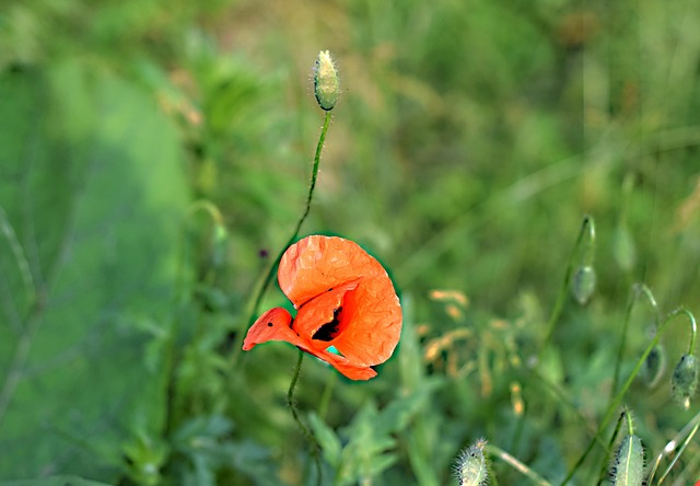 Wild Poppy Puck Field Flowers - Free photo on Pixabay - Pixabay