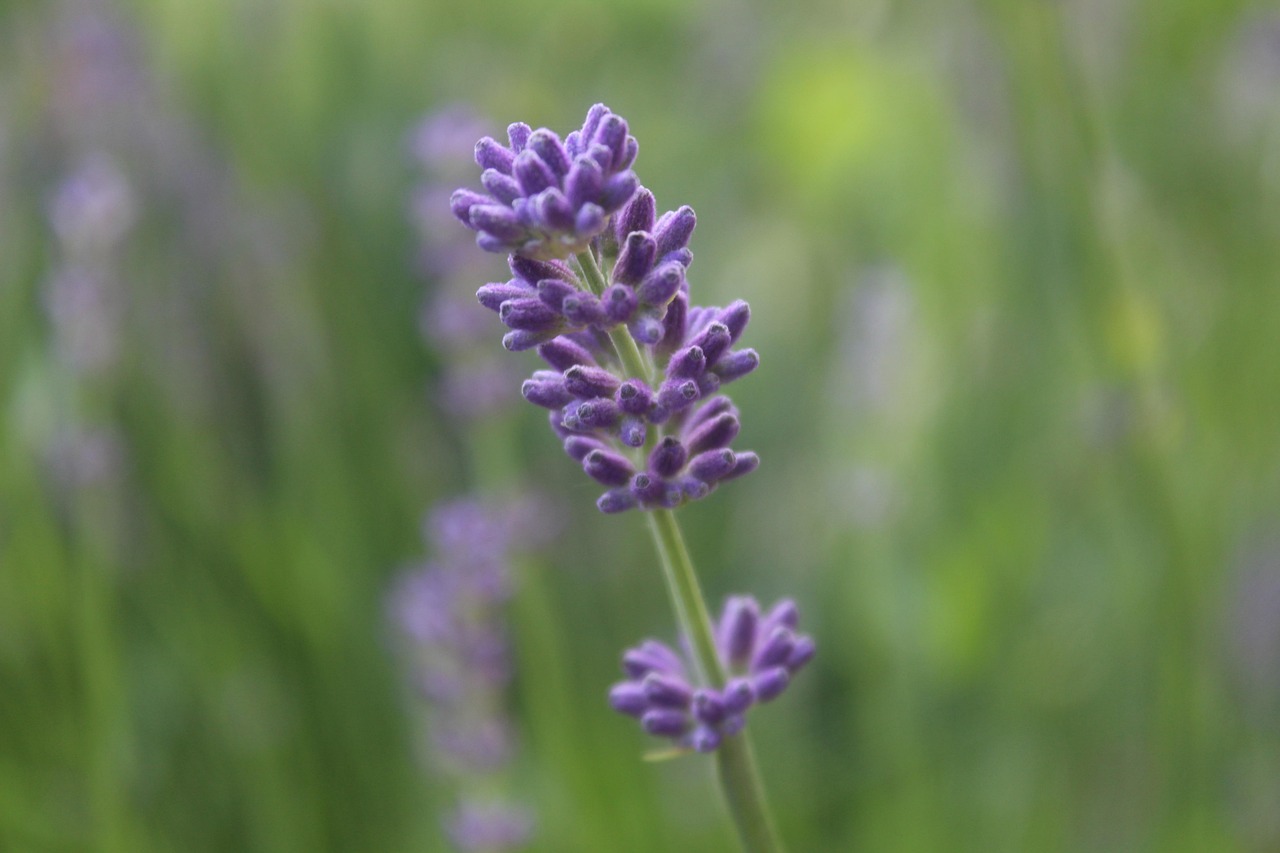 Fundo De Cor Lavanda Clara