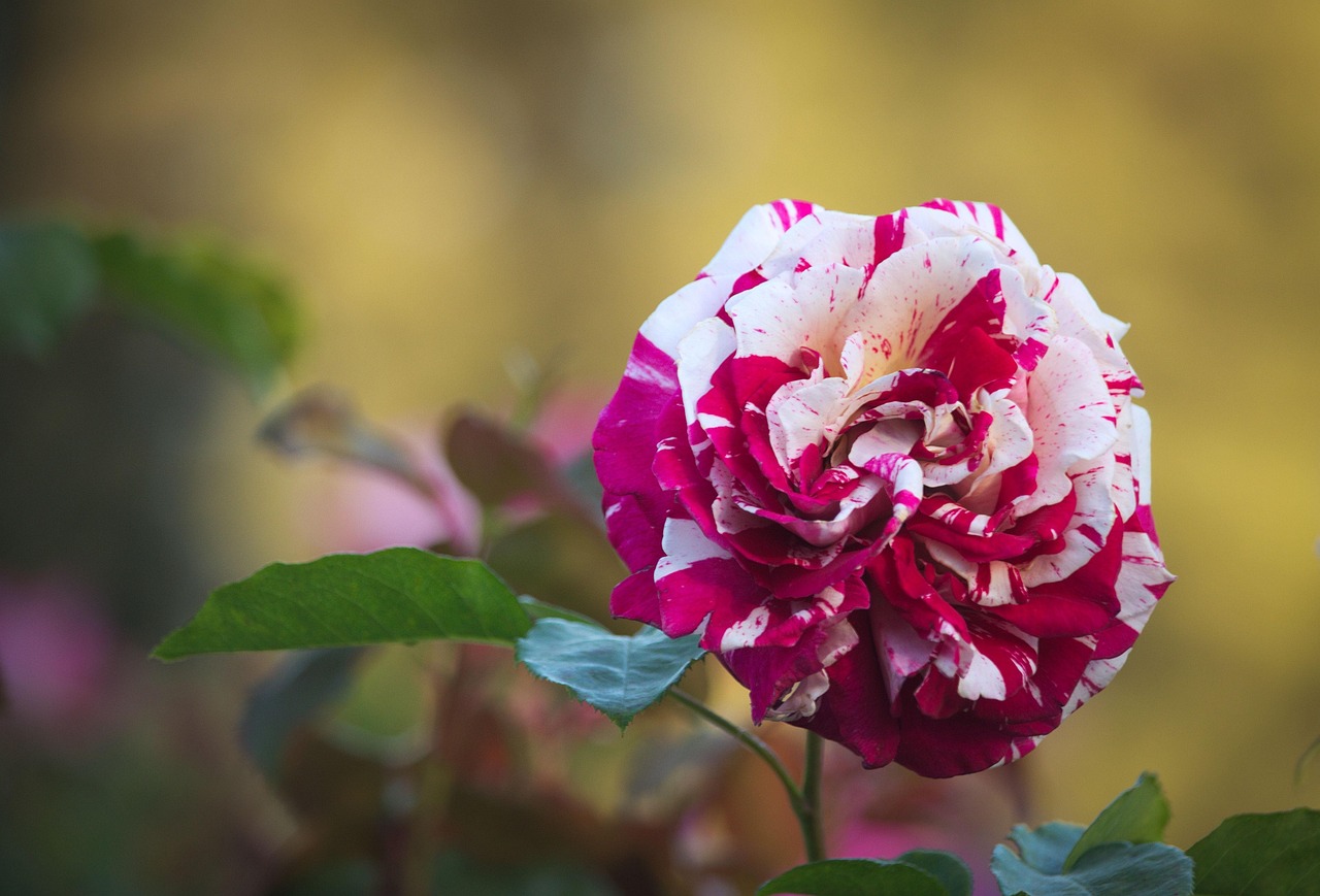 1,000+ Free Variety & Nature Images - Pixabay
