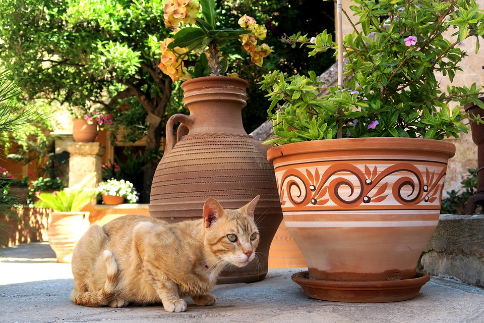 Chat Roux Chasseur Animal - Photo gratuite sur Pixabay - Pixabay