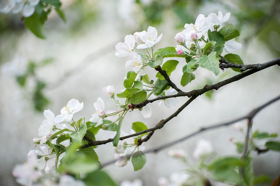Spring White Flowers May - Free photo on Pixabay - Pixabay