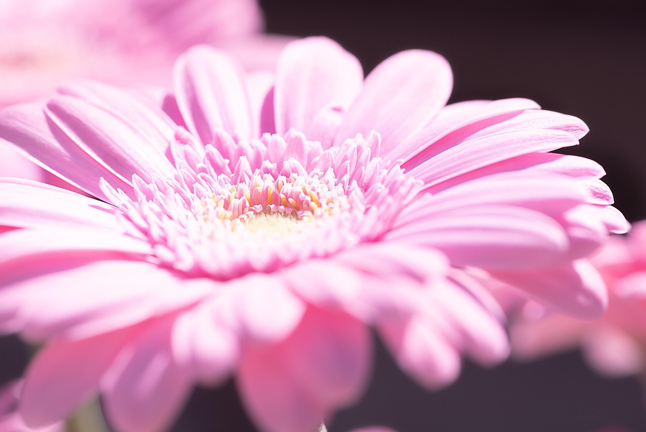Marguerite Pink Daisy - Free photo on Pixabay - Pixabay