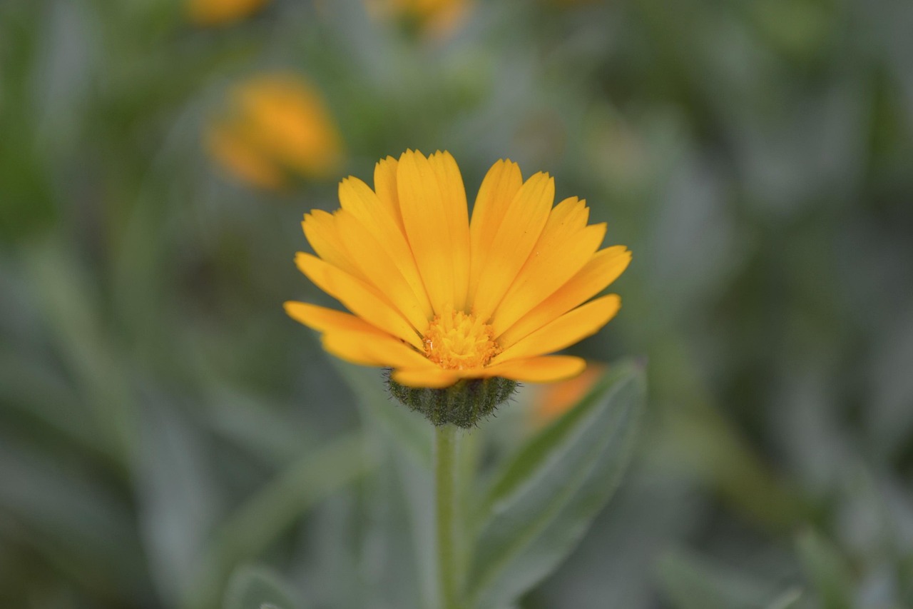 Flores Amarillo Una Flor - Foto gratis en Pixabay - Pixabay