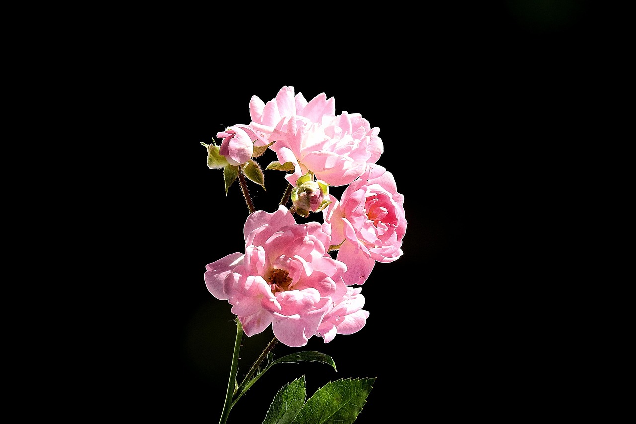 Pinkki Ruusu Luonto Puutarha - Ilmainen valokuva Pixabayssa - Pixabay