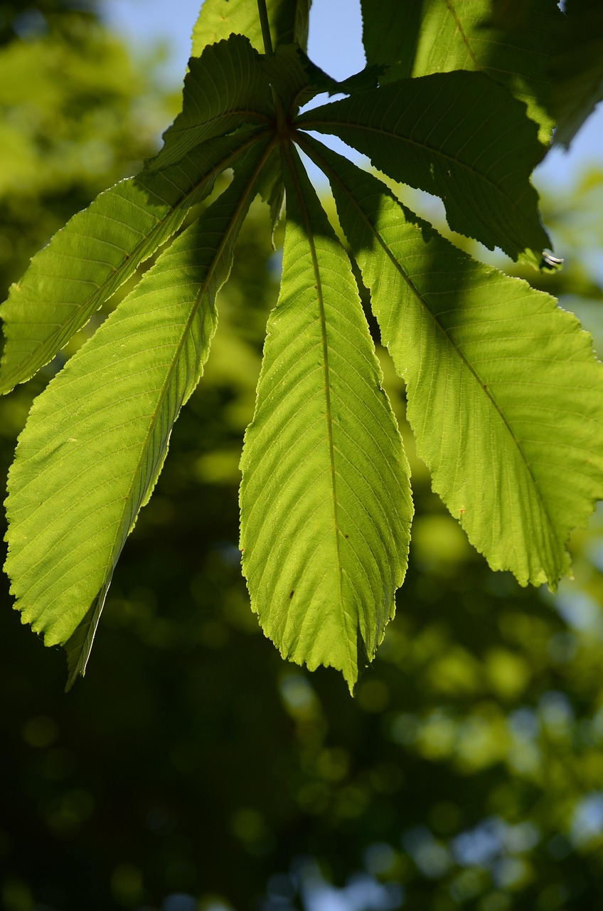 Folhas Verde Natureza - Foto gratuita no Pixabay - Pixabay